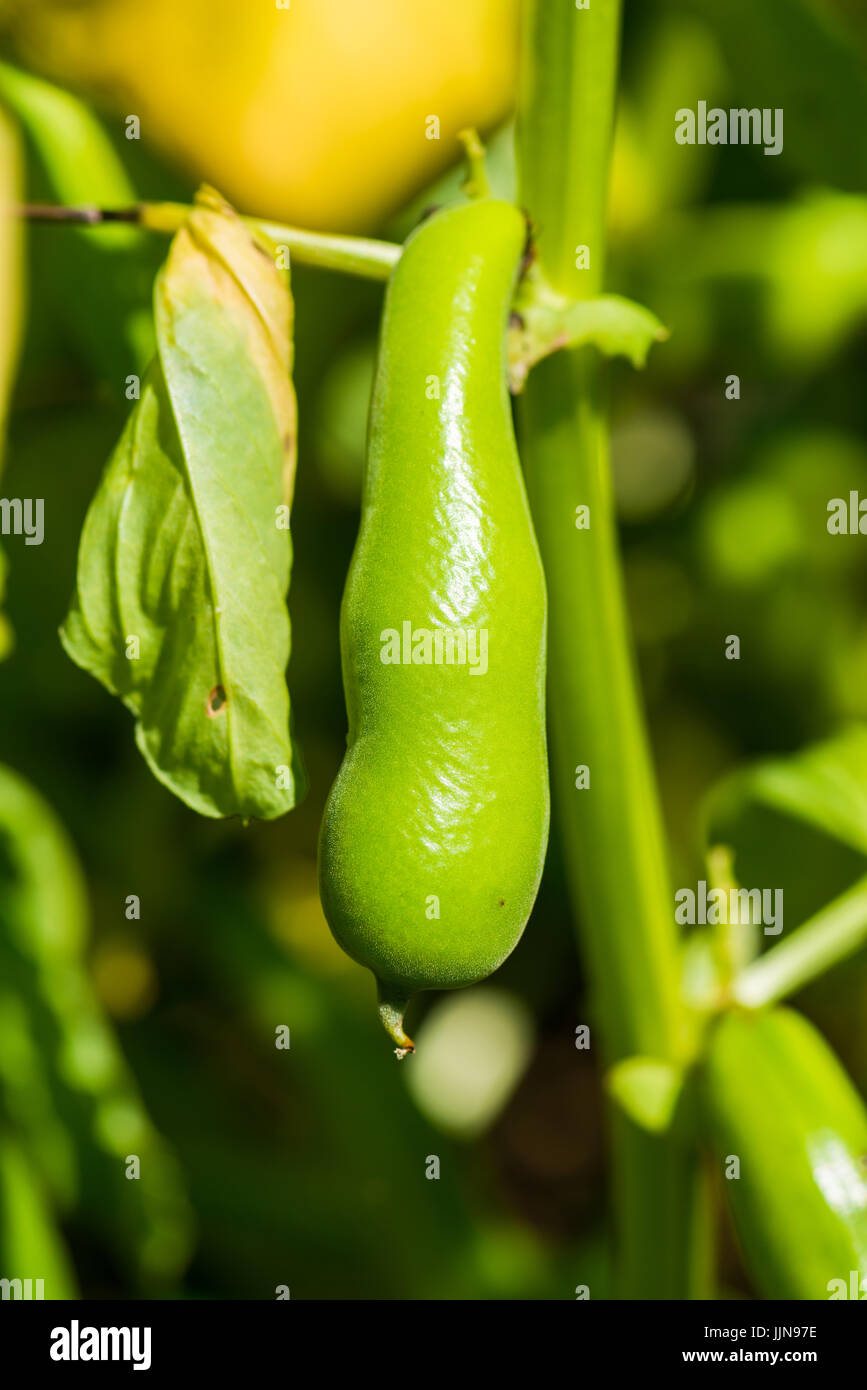 Broad bean pod hi-res stock photography and images - Alamy