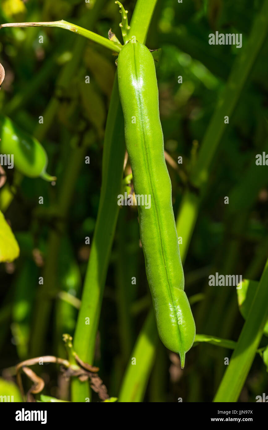 Broad bean pod hi-res stock photography and images - Alamy