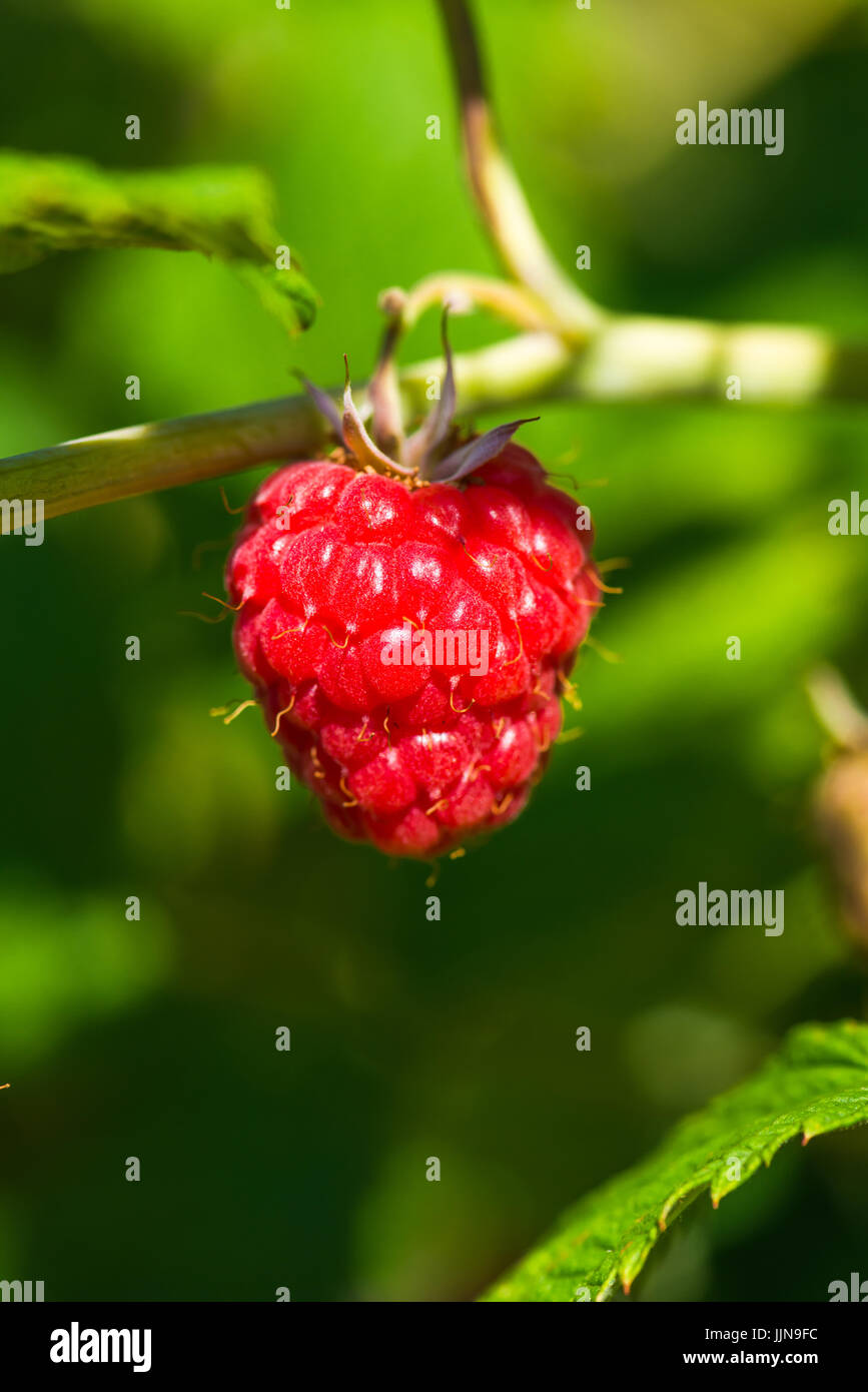 A raspberry growing on a bush - selective focus Stock Photo - Alamy