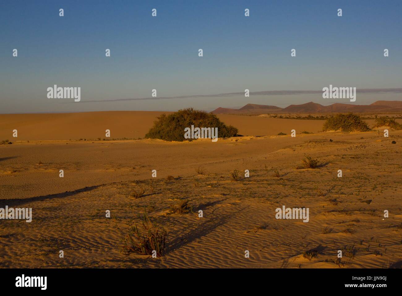 Yellow sand on desert landscape. Panorama view. Fuerteventura, Canary ...