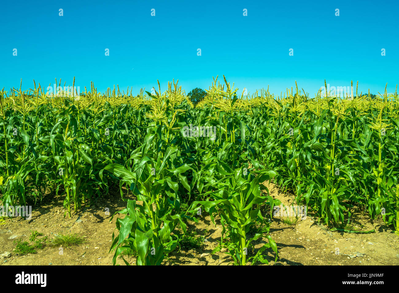 A corn growing on a farm Stock Photo - Alamy