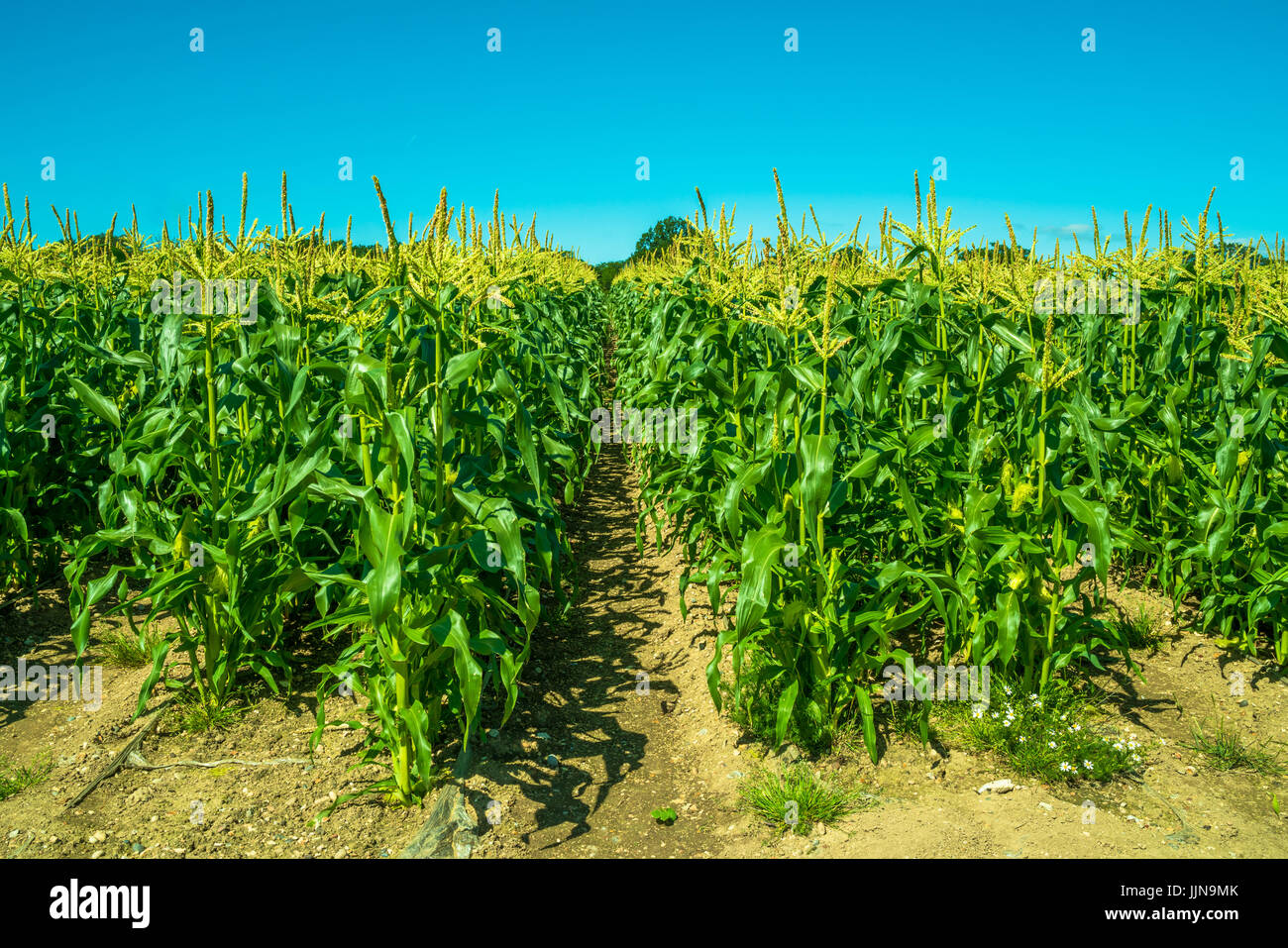 A corn growing on a farm Stock Photo - Alamy