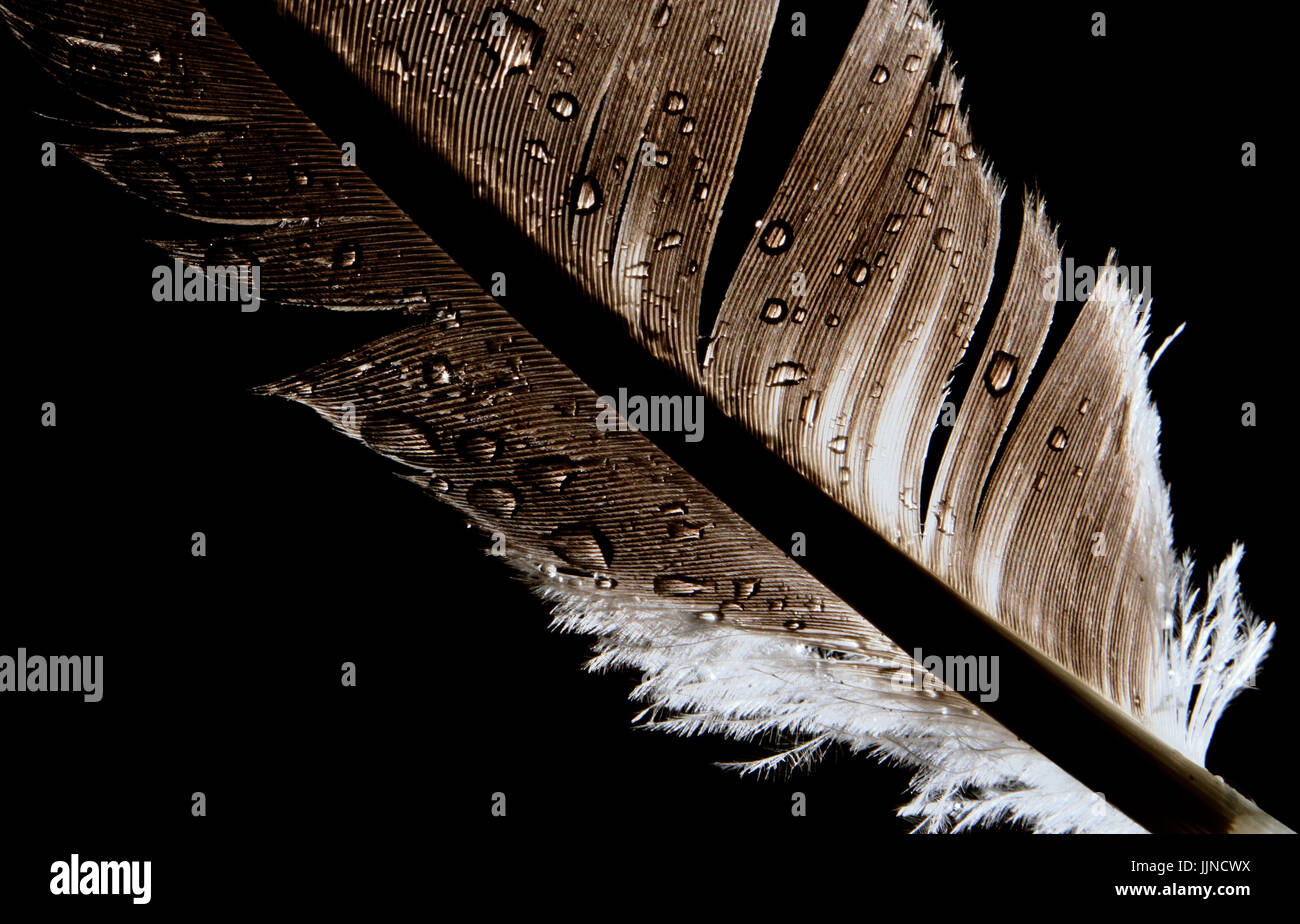 rain drops on a bird feather on black background Stock Photo - Alamy