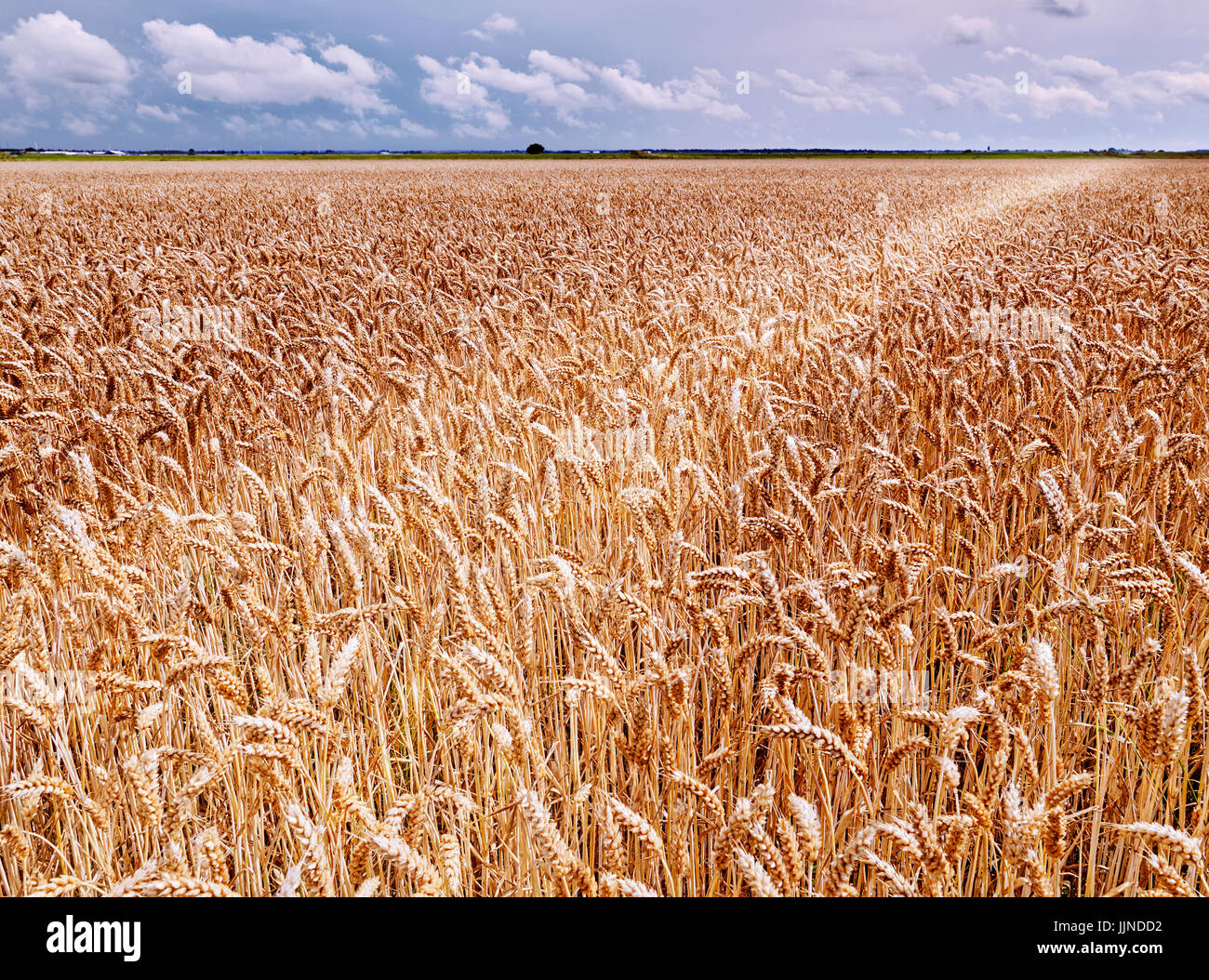 field with growing wheat with blue sky Stock Photo - Alamy