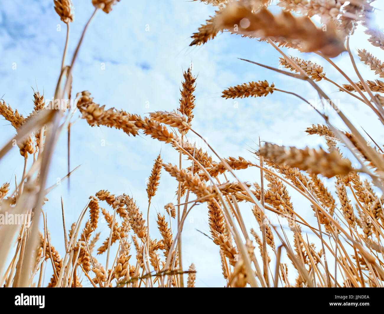field with growing wheat with blue sky Stock Photo - Alamy