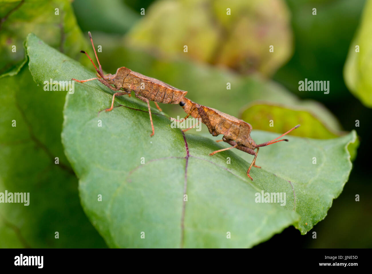 A copulating pair of brown dock bugs, Coreus marginatus. True bugs on ...