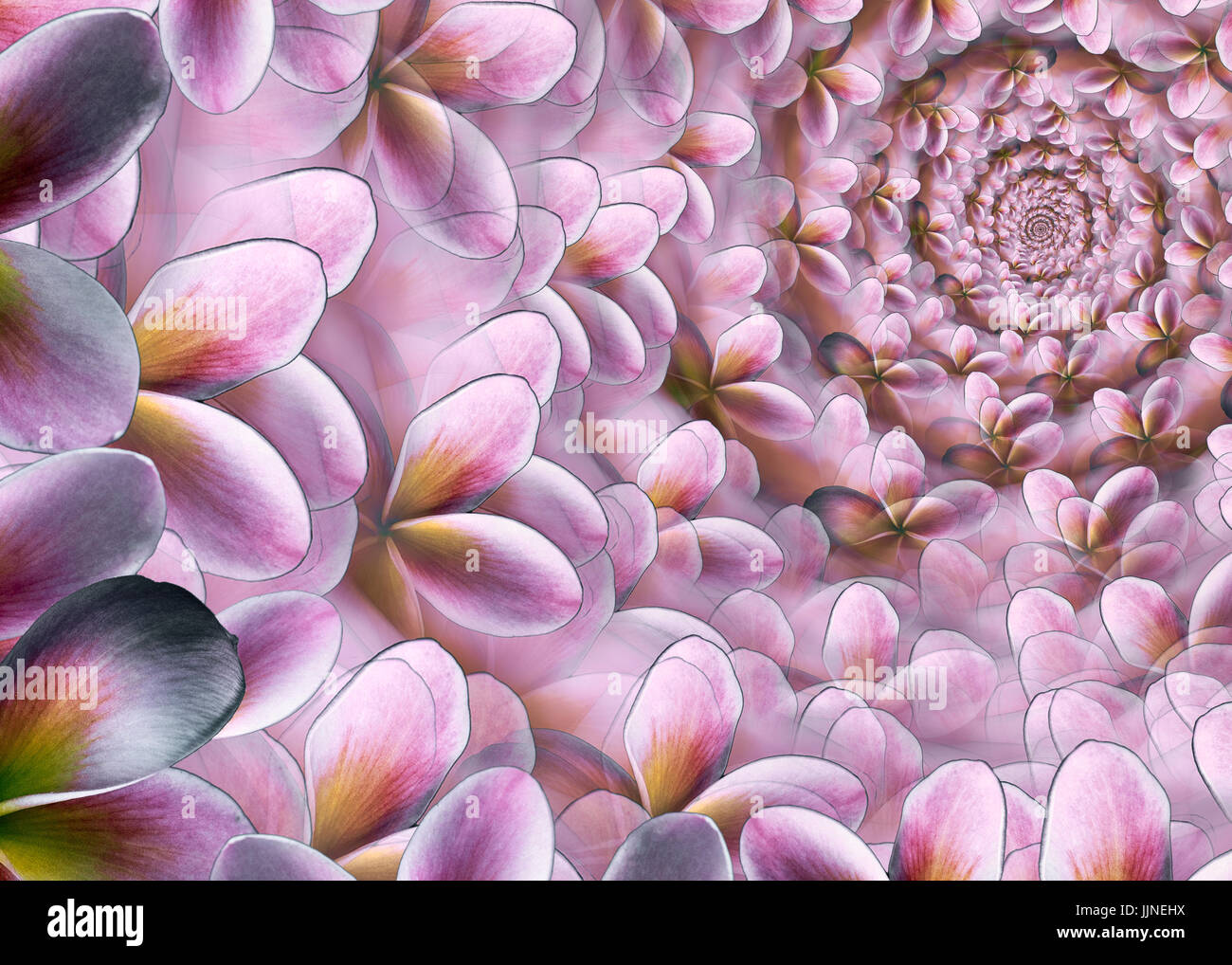 Bali frangipani hi-res stock photography and images - Alamy