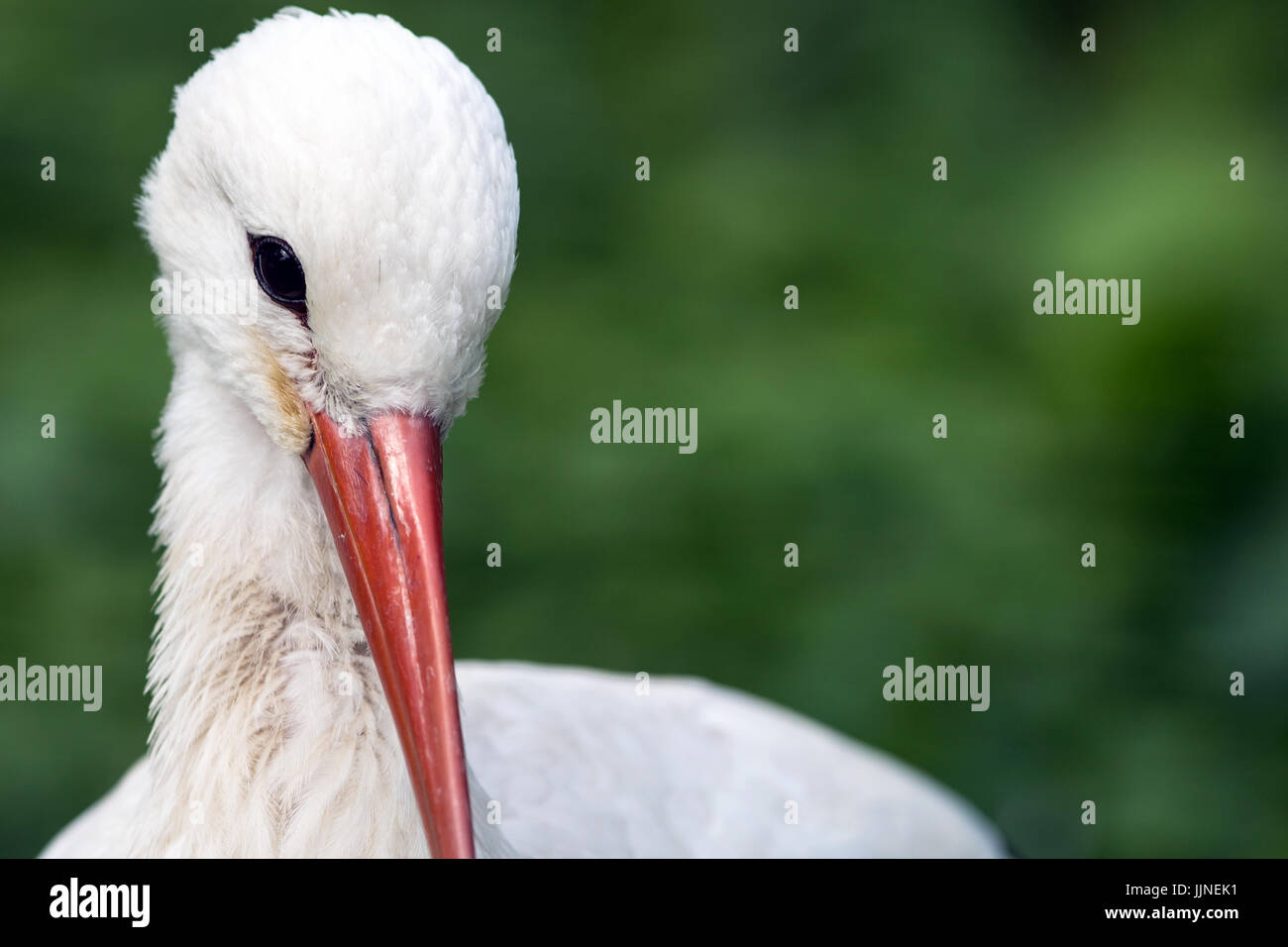 Stork eyes head head hi-res stock photography and images - Alamy