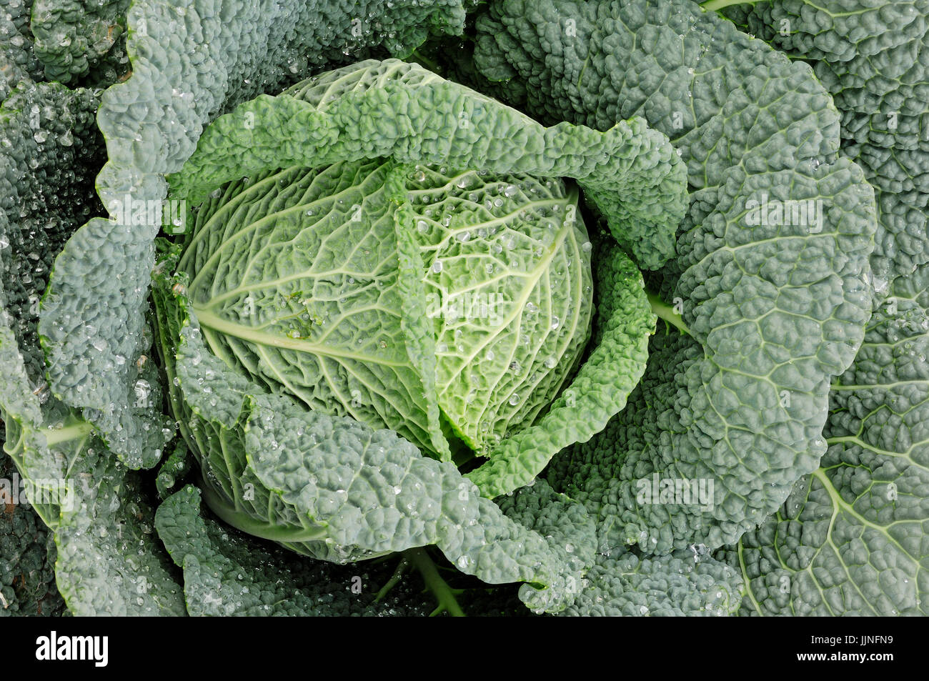 Wirsing Cabbage High Resolution Stock Photography and Images - Alamy