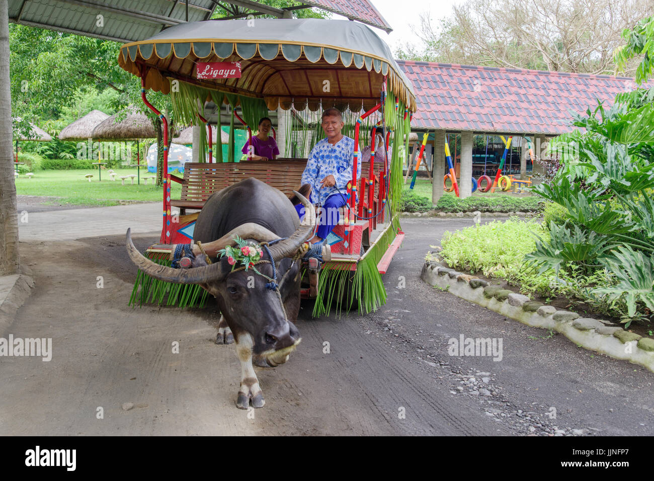 Carabao ride hi-res stock photography and images - Alamy