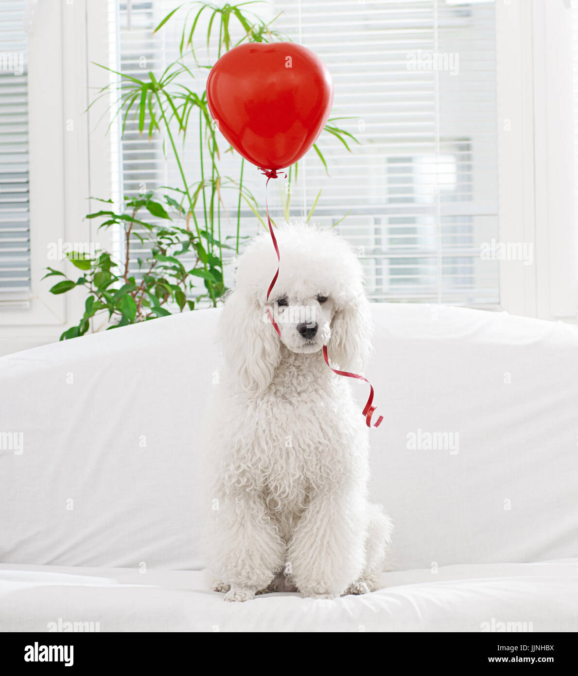 Beautiful air balloon in shape hi-res stock photography and images - Alamy