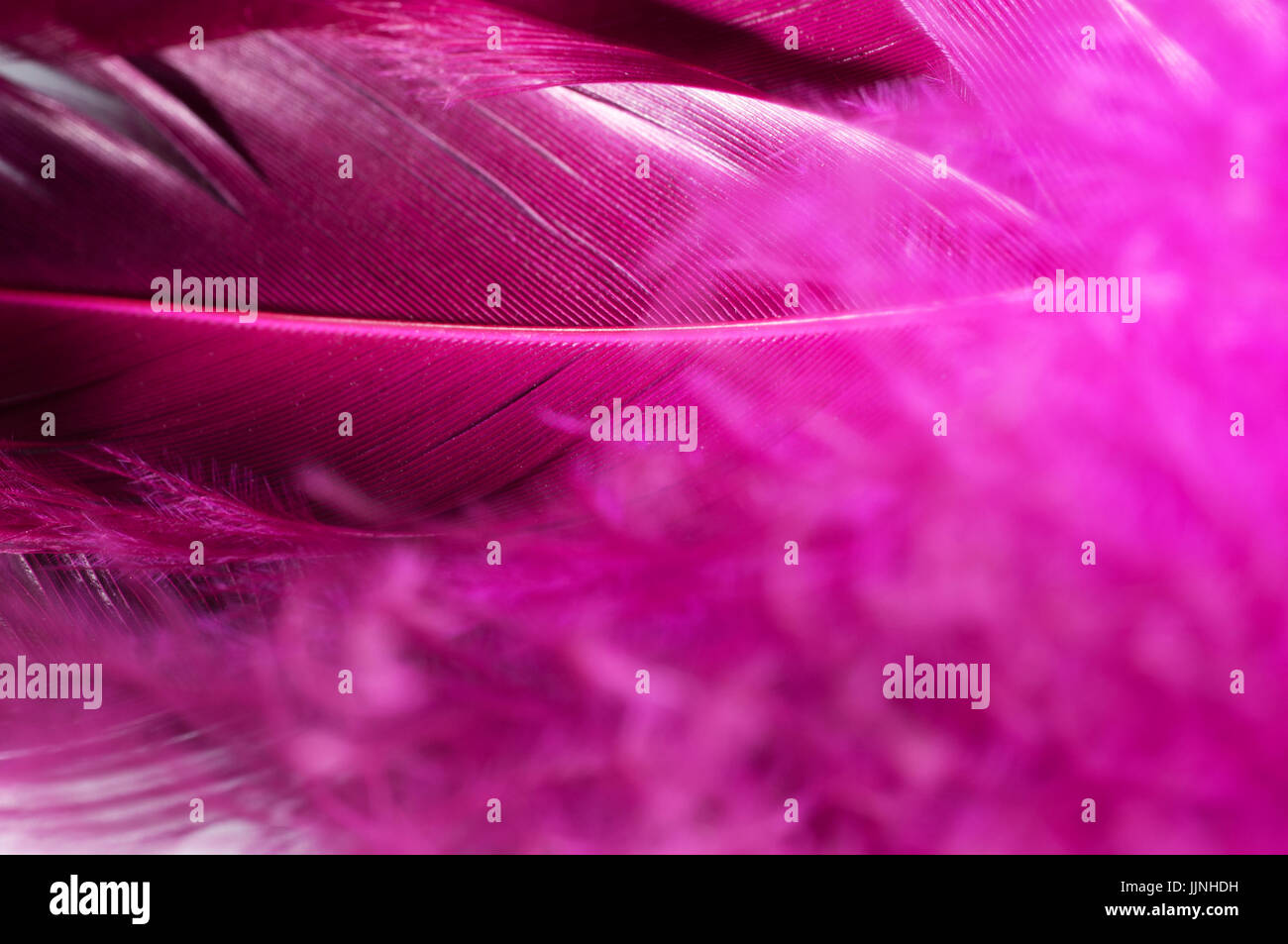 Pink Feathers-macro photo Stock Photo - Alamy
