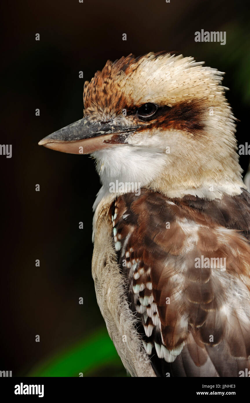 Laughing Kookaburra / (Dacelo gigas, Dacelo novaeguineae) | Lachender ...