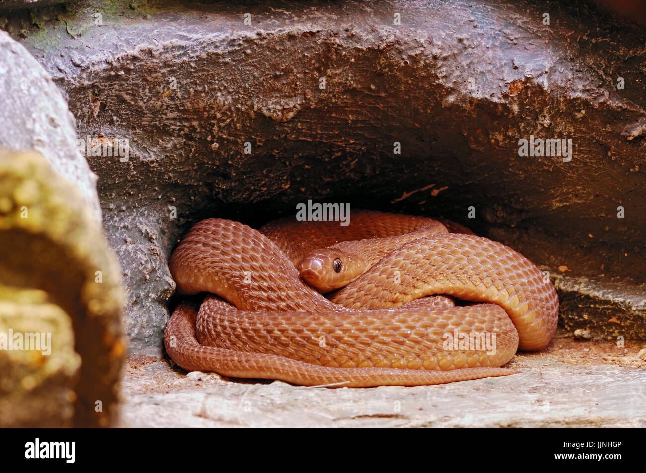 Central African Egg-eating Snake / (Dasypeltis fasciata) / Egg Eating ...