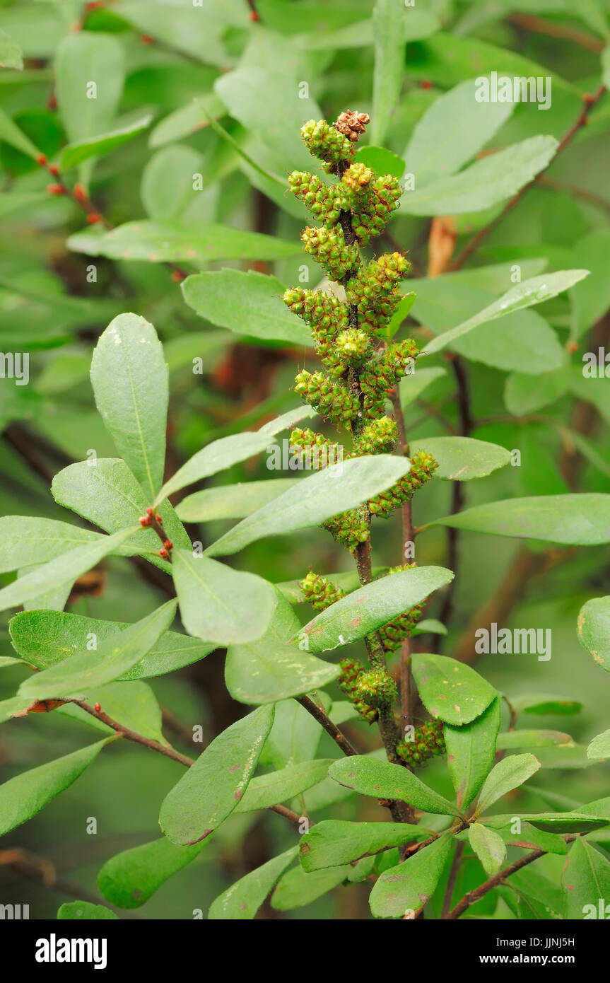 Sweet Gale, buds, North Rhine-Westphalia, Germany / (Myrica gale) / Bog ...
