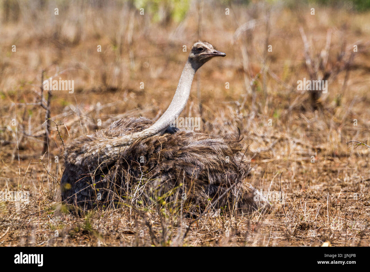 Common ostrich in Kruger national park, South Africa ; Specie Struthio ...