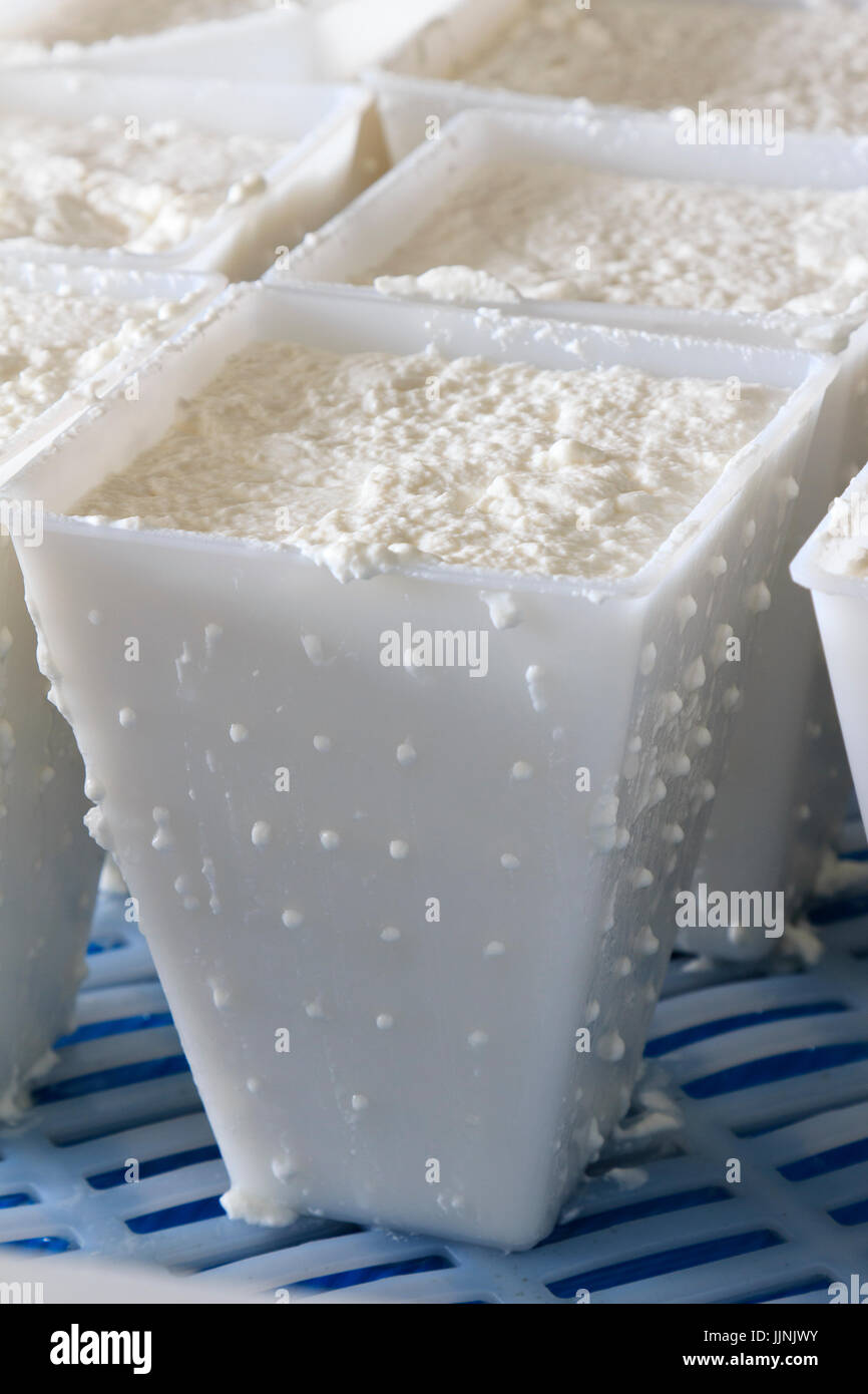 France, Indre (36), Frédille, fromage de chèvre Valençay (AOP) de la ...