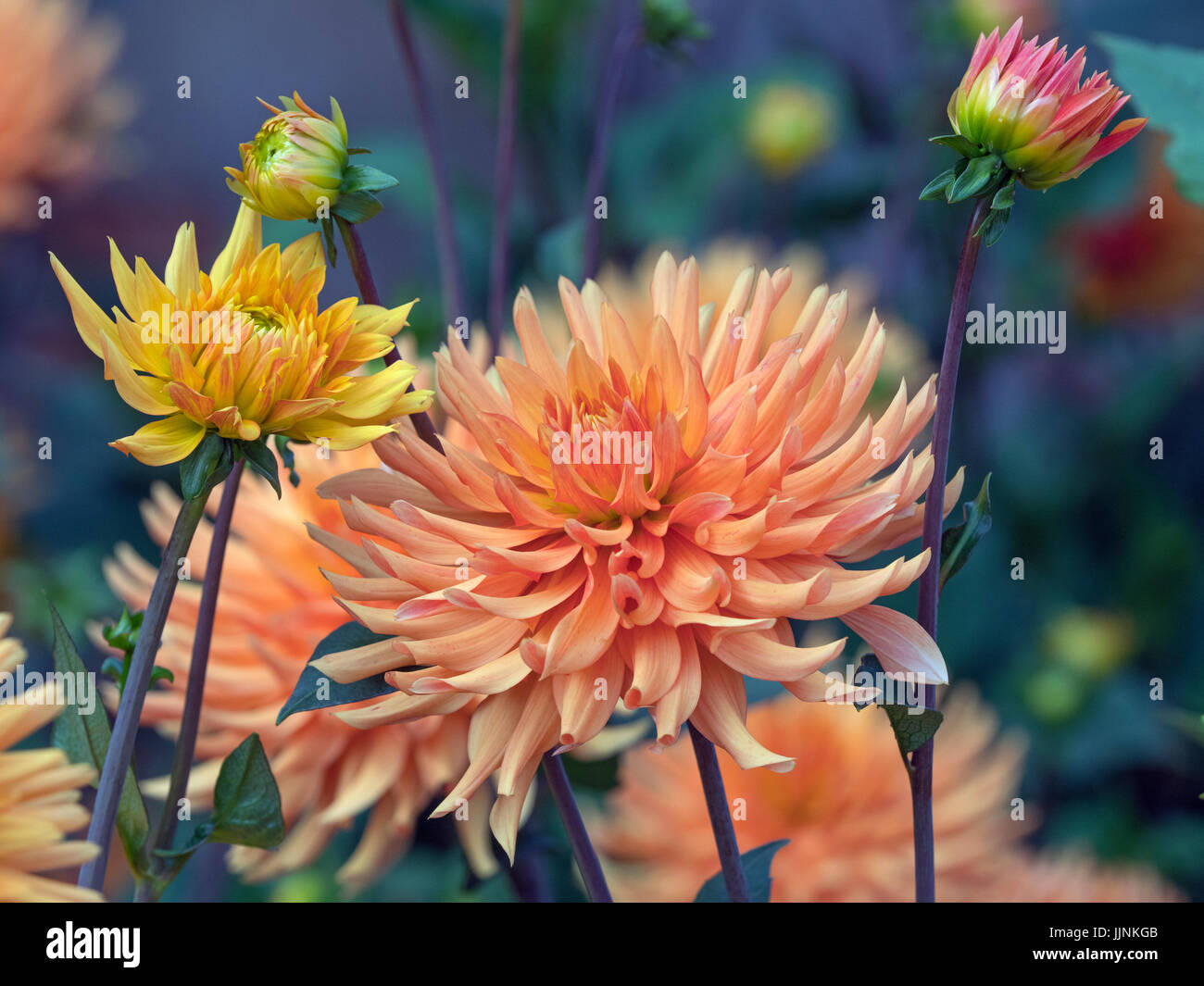 Dahlia David Howard in garden border Stock Photo - Alamy