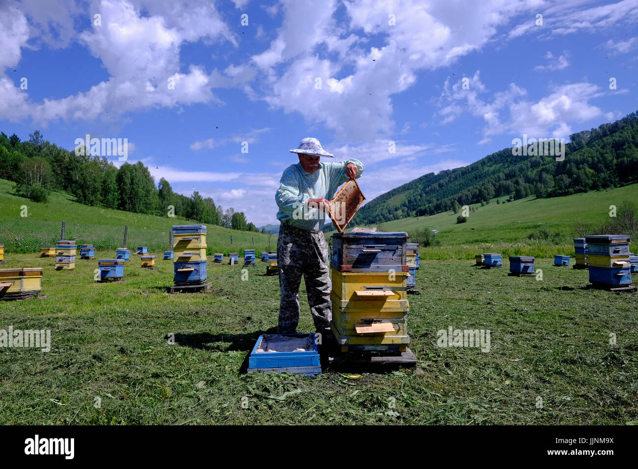 Russian honey bees hi-res stock photography and images - Alamy