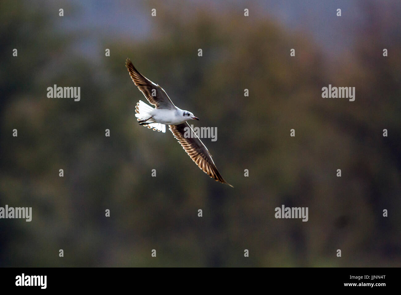 Grey-headed gull in Kruger national park, South Africa ; Specie ...