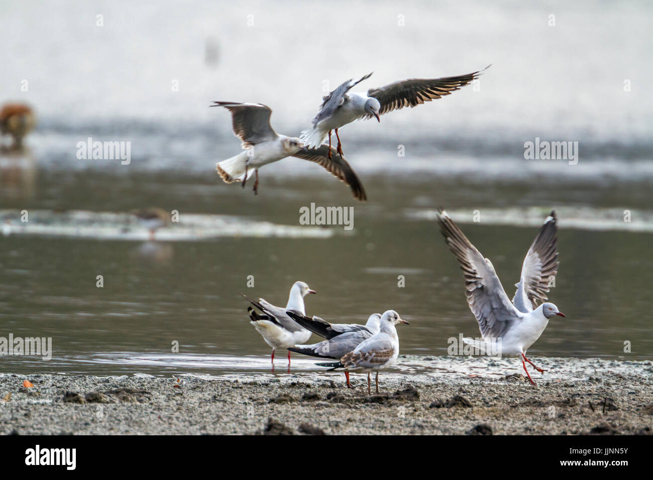 Grey-headed gull in Kruger national park, South Africa ; Specie ...