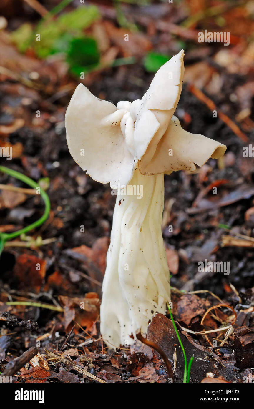 White Helvella, North Rhine-Westphalia, Germany / (Helvella crispa ...
