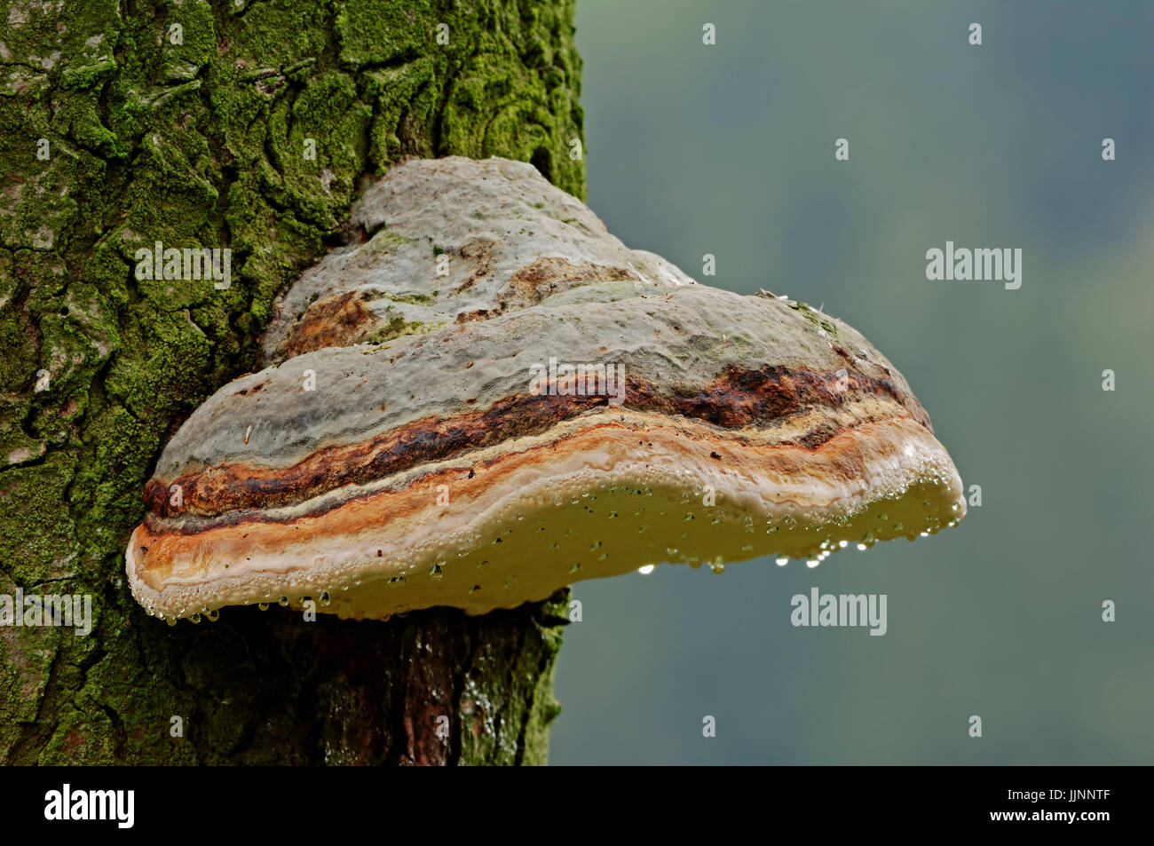 Red Banded Polypore, North Rhine-Westphalia, Germany / (Fomitopsis ...