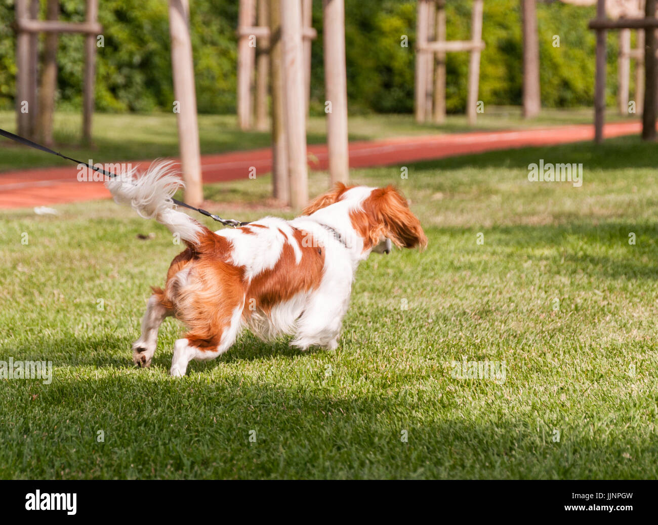 Dog Pulling Leash Stock Photos & Dog Pulling Leash Stock Images - Alamy
