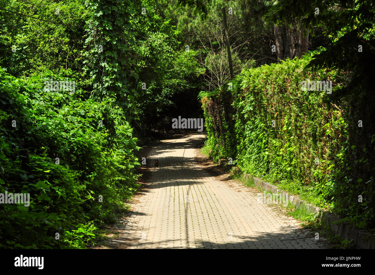 Dark mysterious pathway hi-res stock photography and images - Alamy