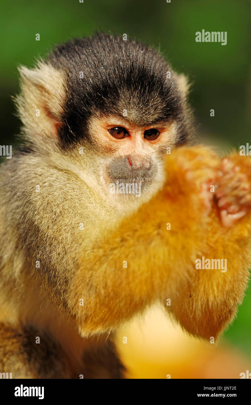 Bolivianischer totenkopfaffe hi-res stock photography and images - Alamy