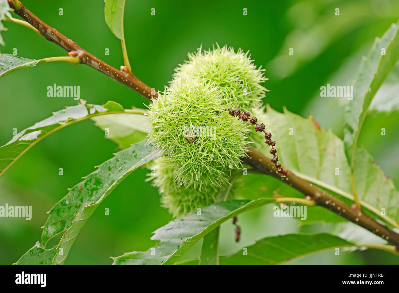 Sweet Chestnut, fruits at tree / (Castanea sativa) / European Chestnut ...