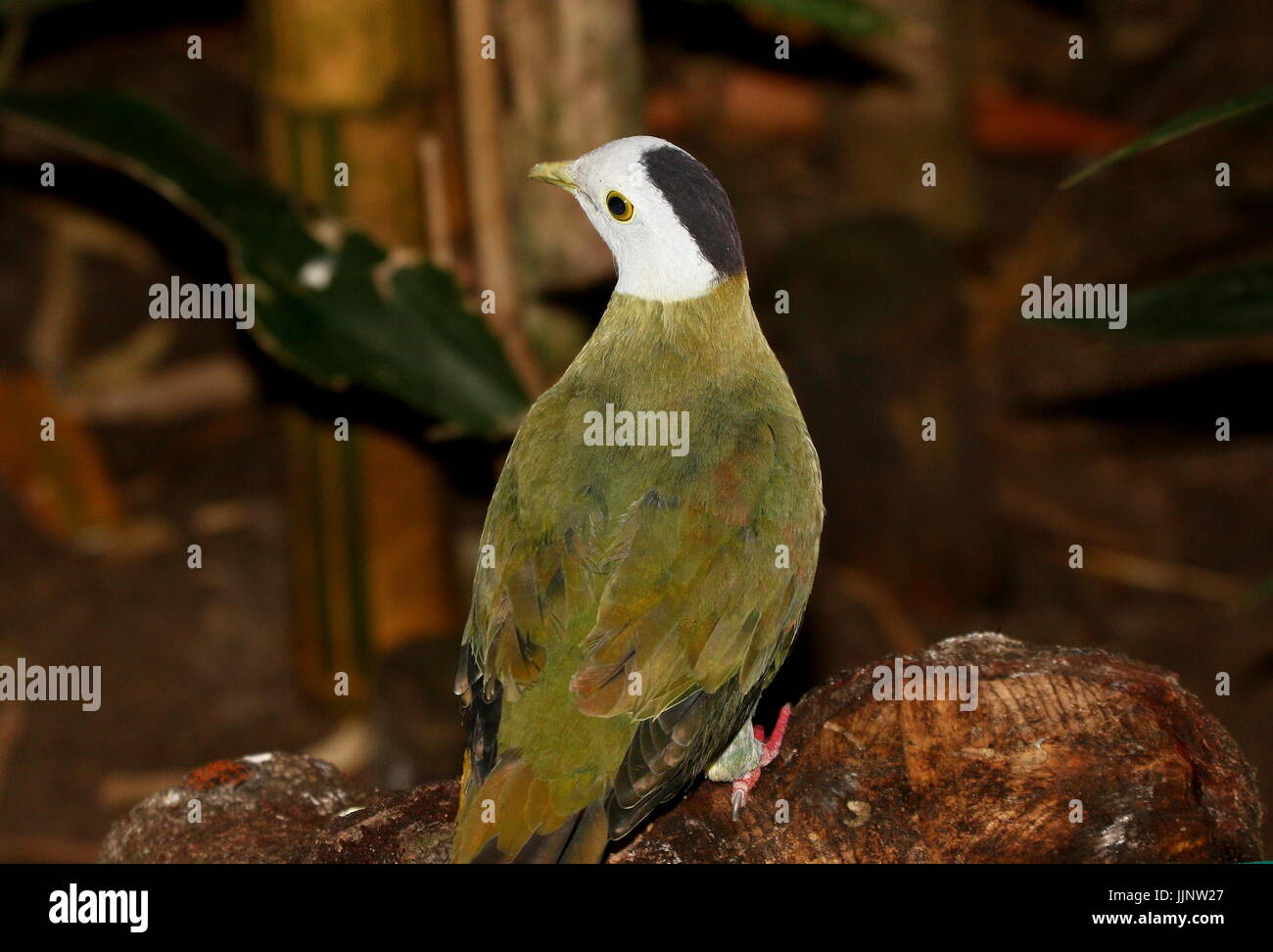 Male Southeast Asian Black-naped Fruit Dove (Ptilinopus melanospilus ...