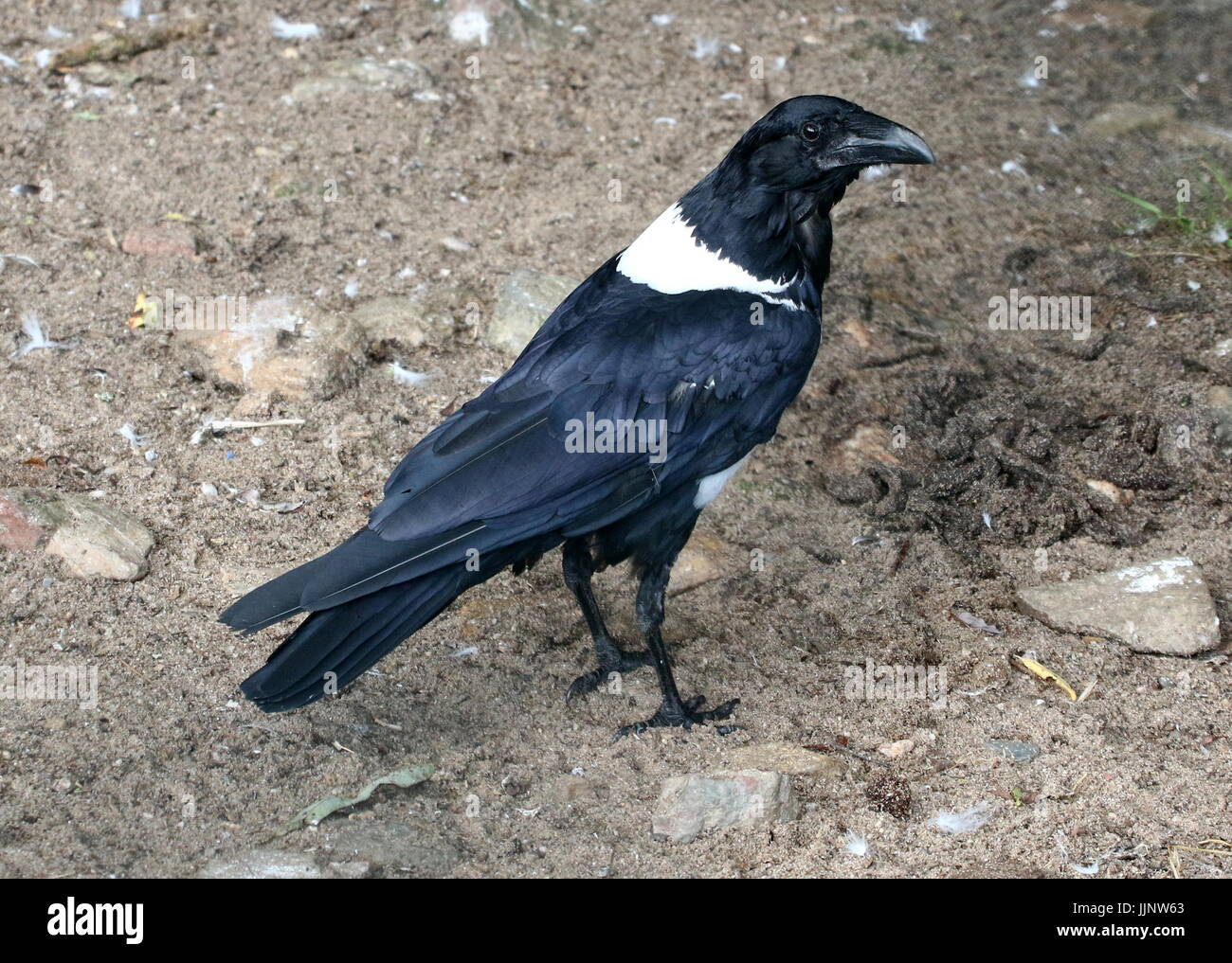 Afrikaanse schildraaf hi-res stock photography and images - Alamy