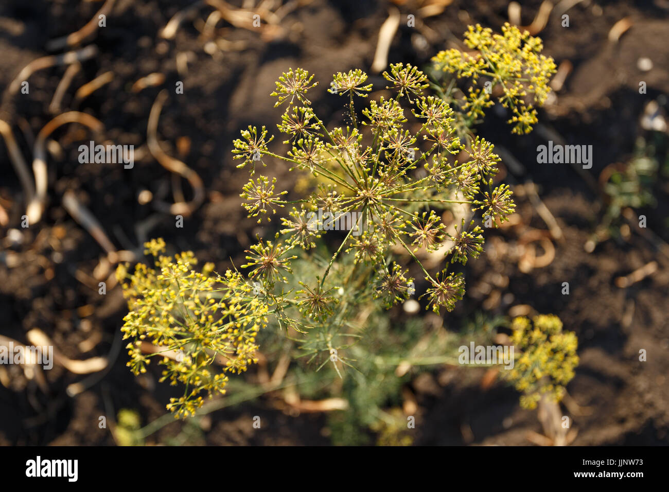 Dill bloom in the garden close Stock Photo - Alamy