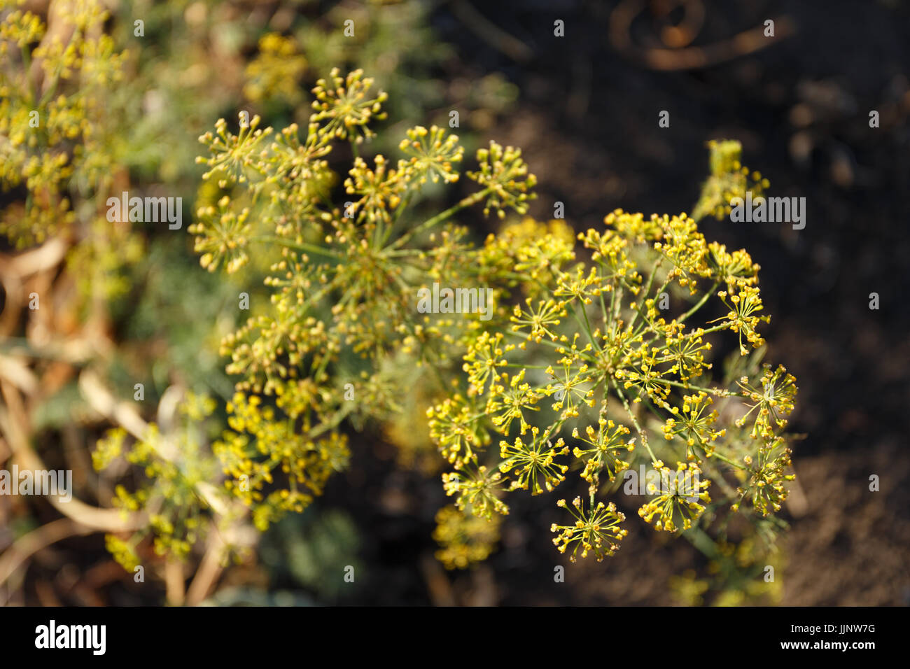 Dill bloom hi-res stock photography and images - Alamy