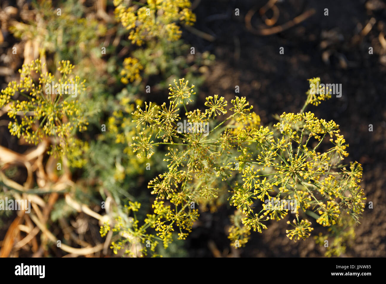 Dill bloom in the garden close Stock Photo - Alamy