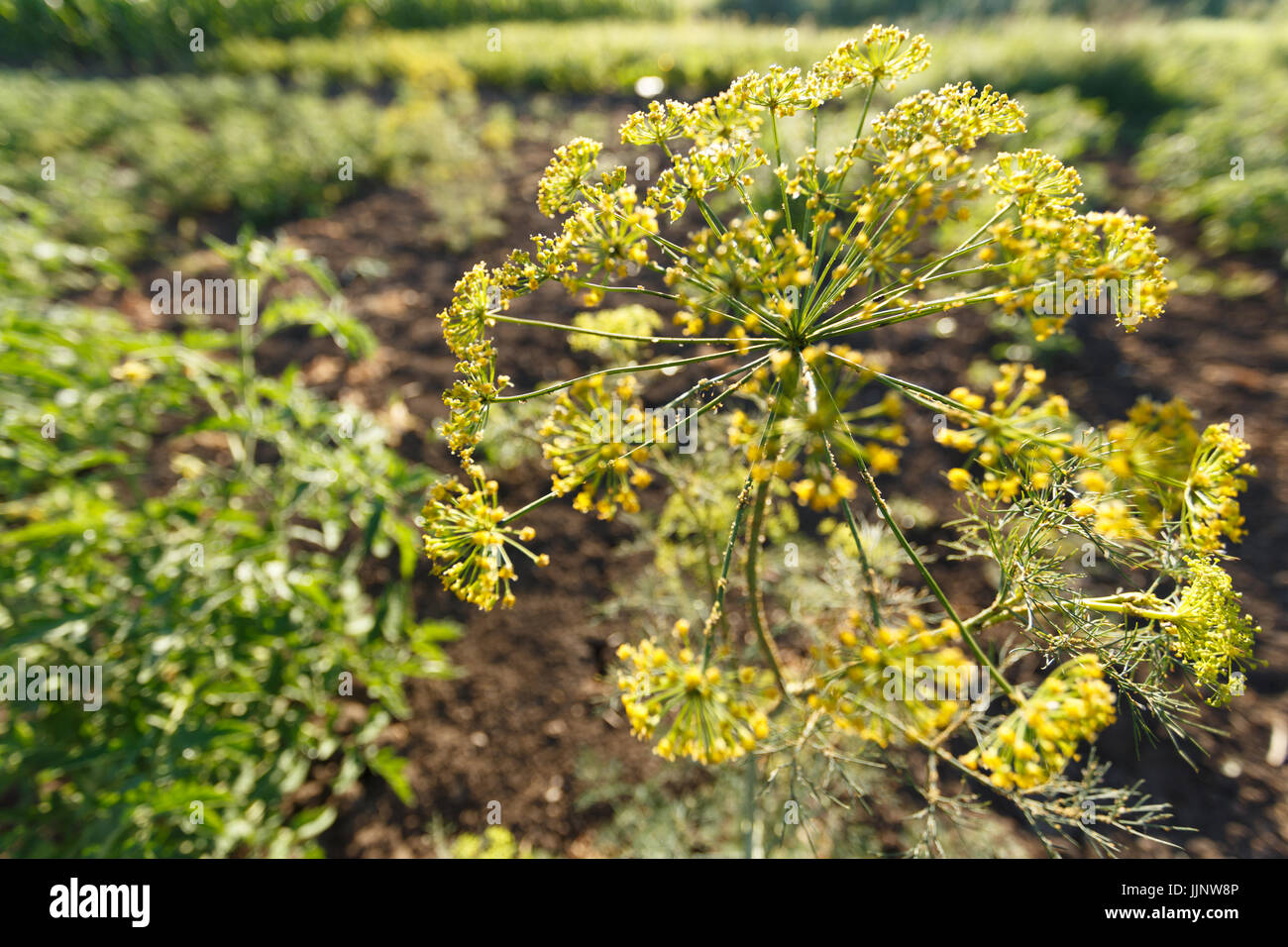 Dill bloom hi-res stock photography and images - Alamy