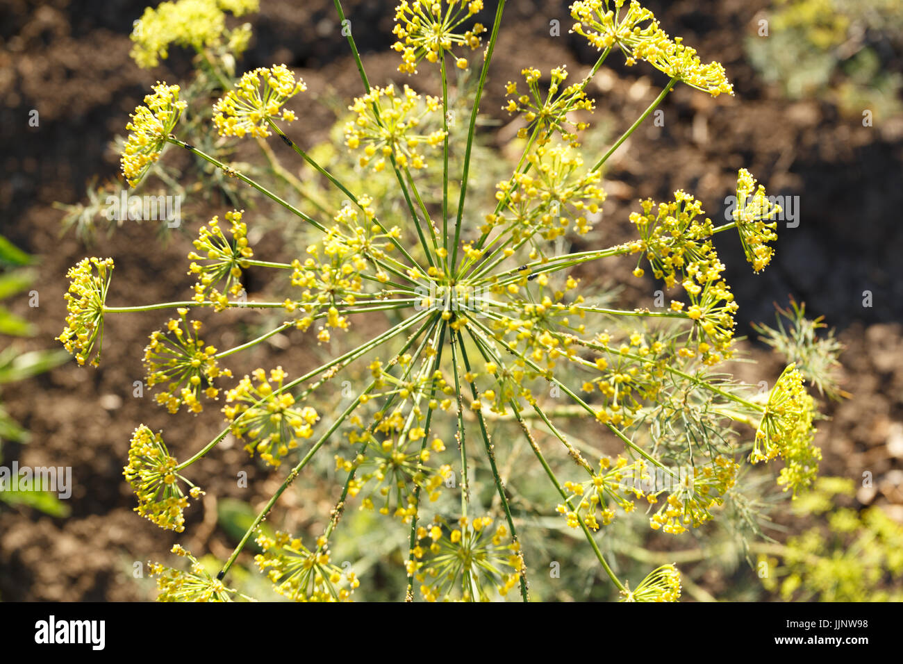 Dill bloom hi-res stock photography and images - Alamy