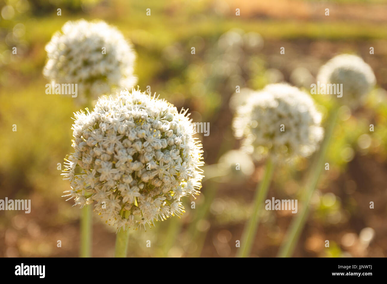 The blooming summer onions at sunrise, close Stock Photo - Alamy