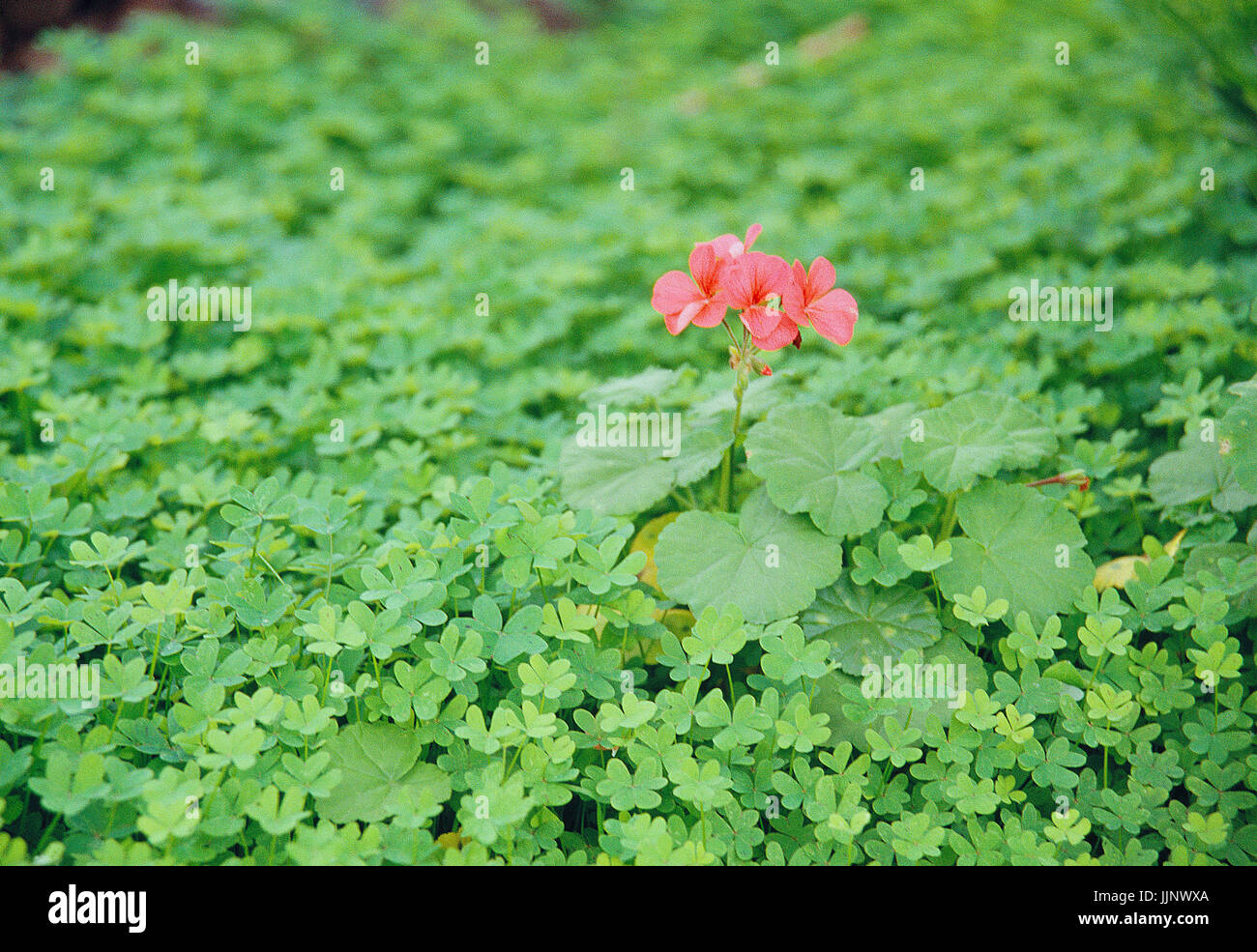 Pink geranium flower in the grass Stock Photo - Alamy
