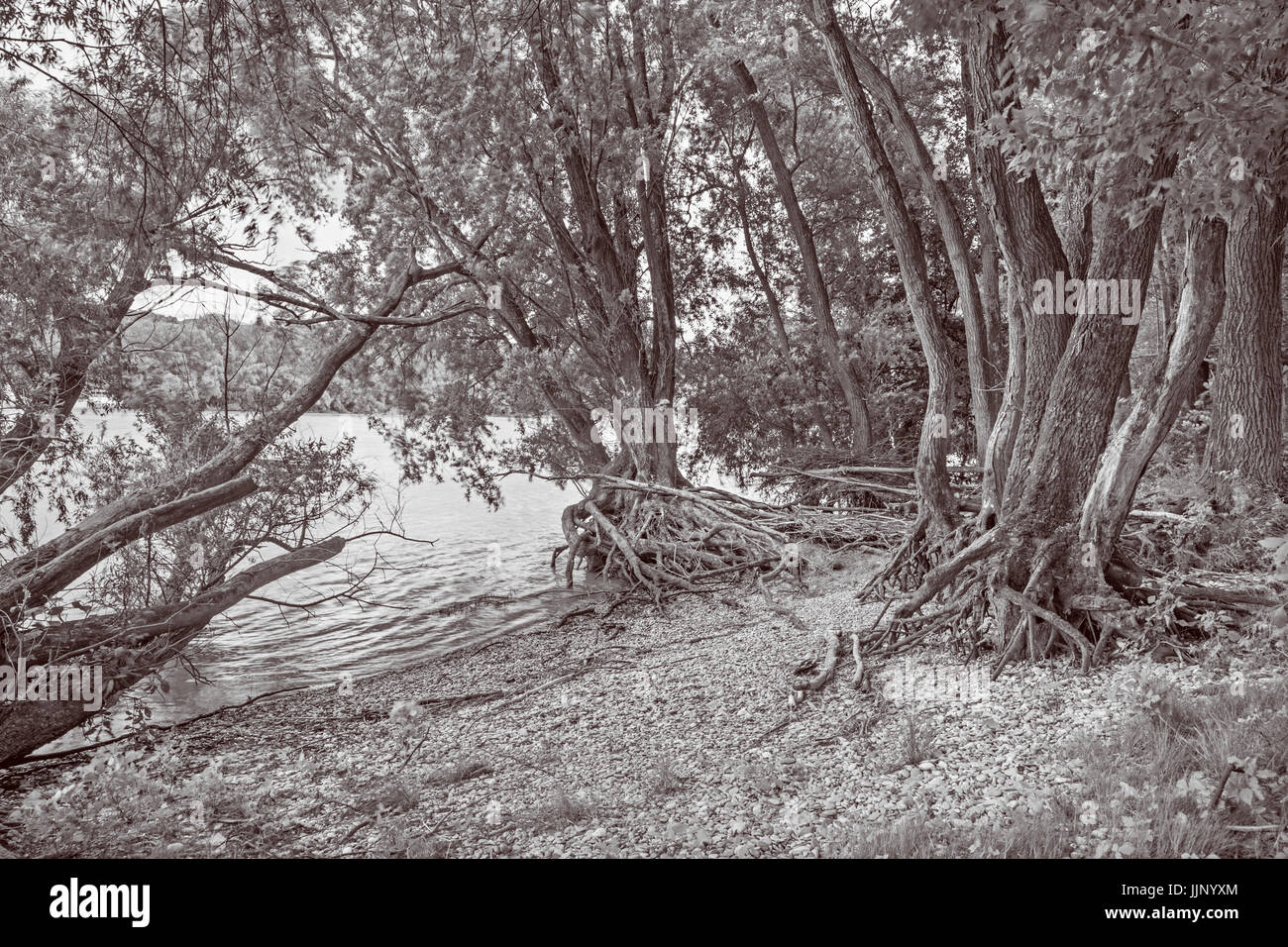 Alluvial forest on the waterfront of Danube in National park Donau-Auen ...