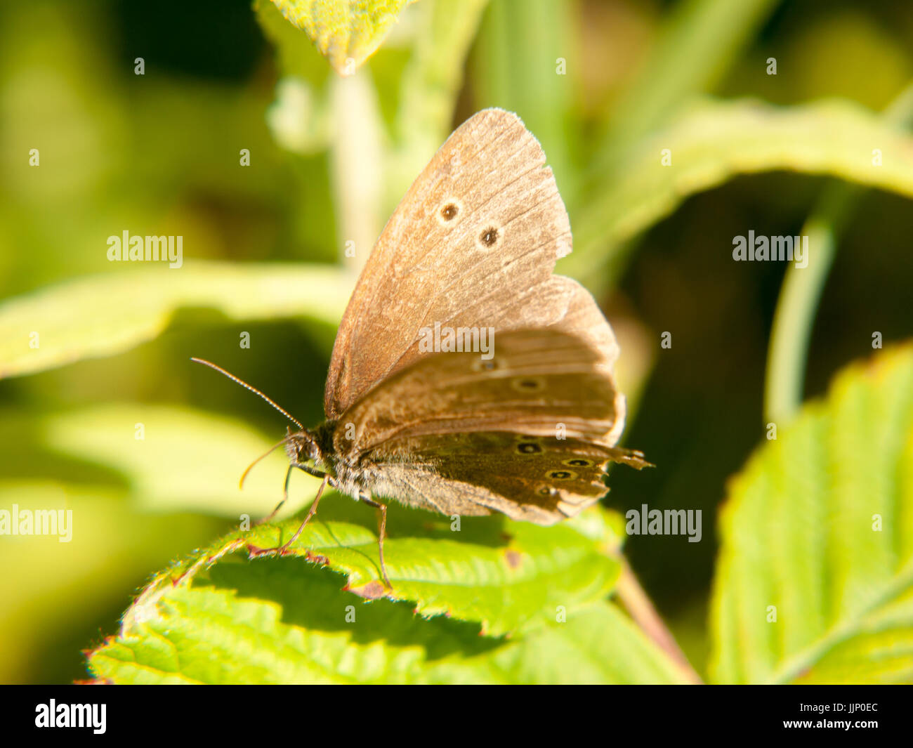 a brown ringlet butterfly resting on a leaf with its wings open; Essex ...