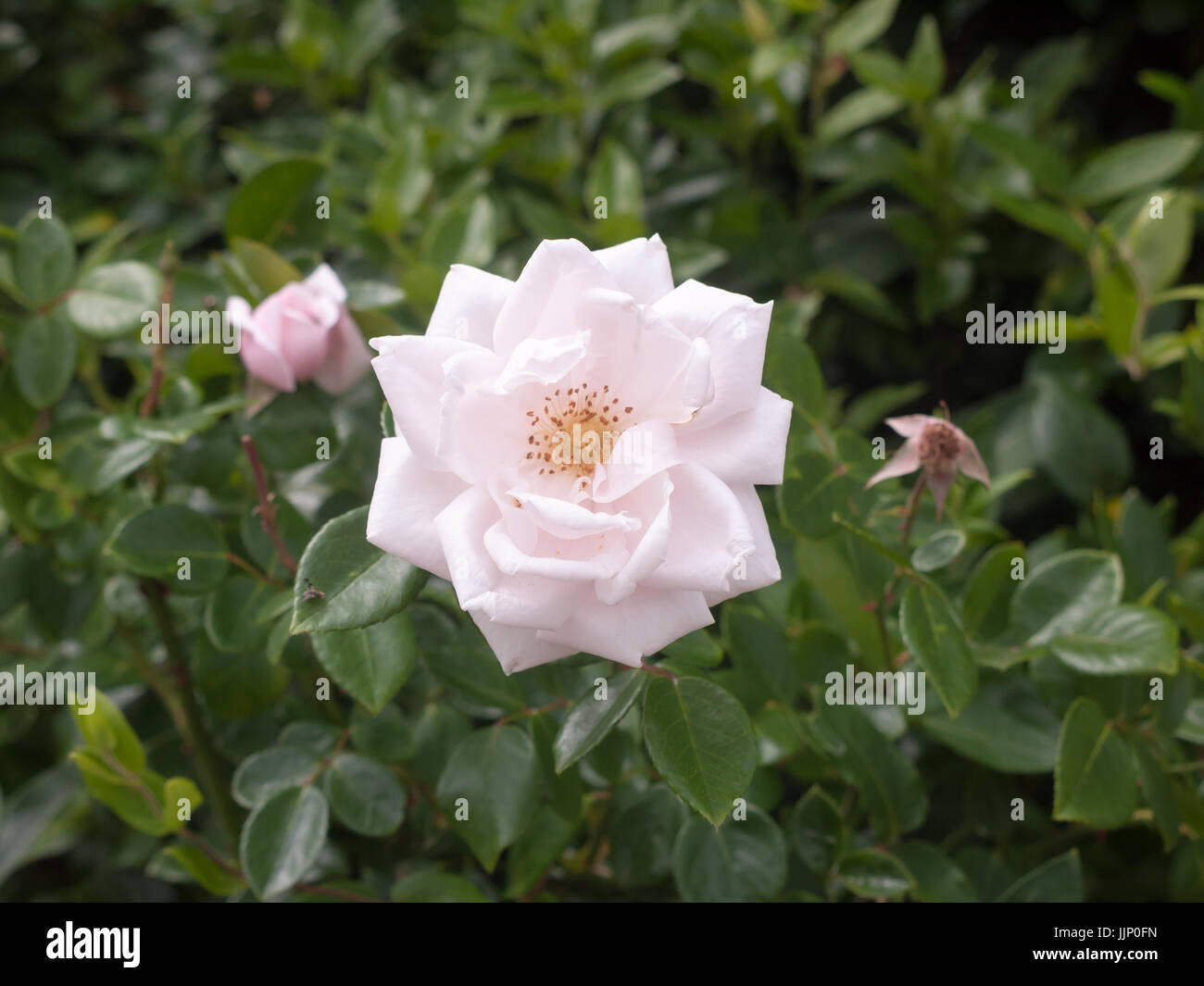 perfect single white rose flower petals on shrub; Essex; UK Stock Photo ...