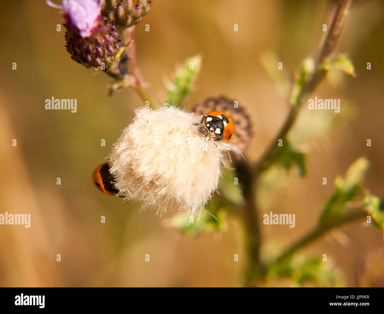 a 7 dot ladybird on top of a small white thistle flower; Essex; UK ...