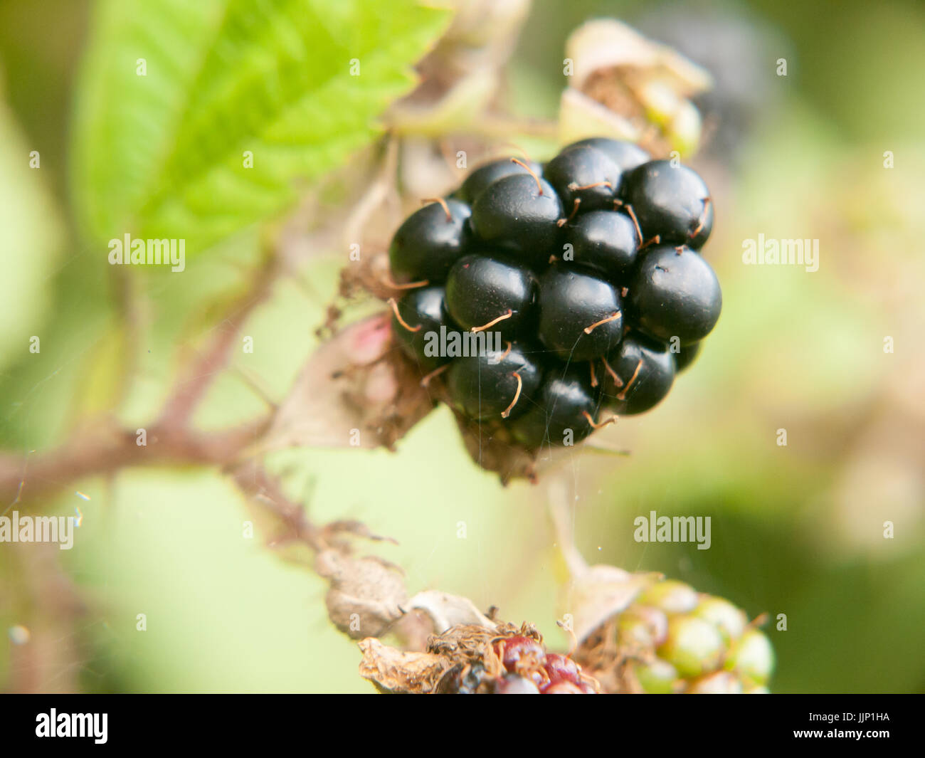 a single wild blackberry up close outside; Essex; UK Stock Photo - Alamy