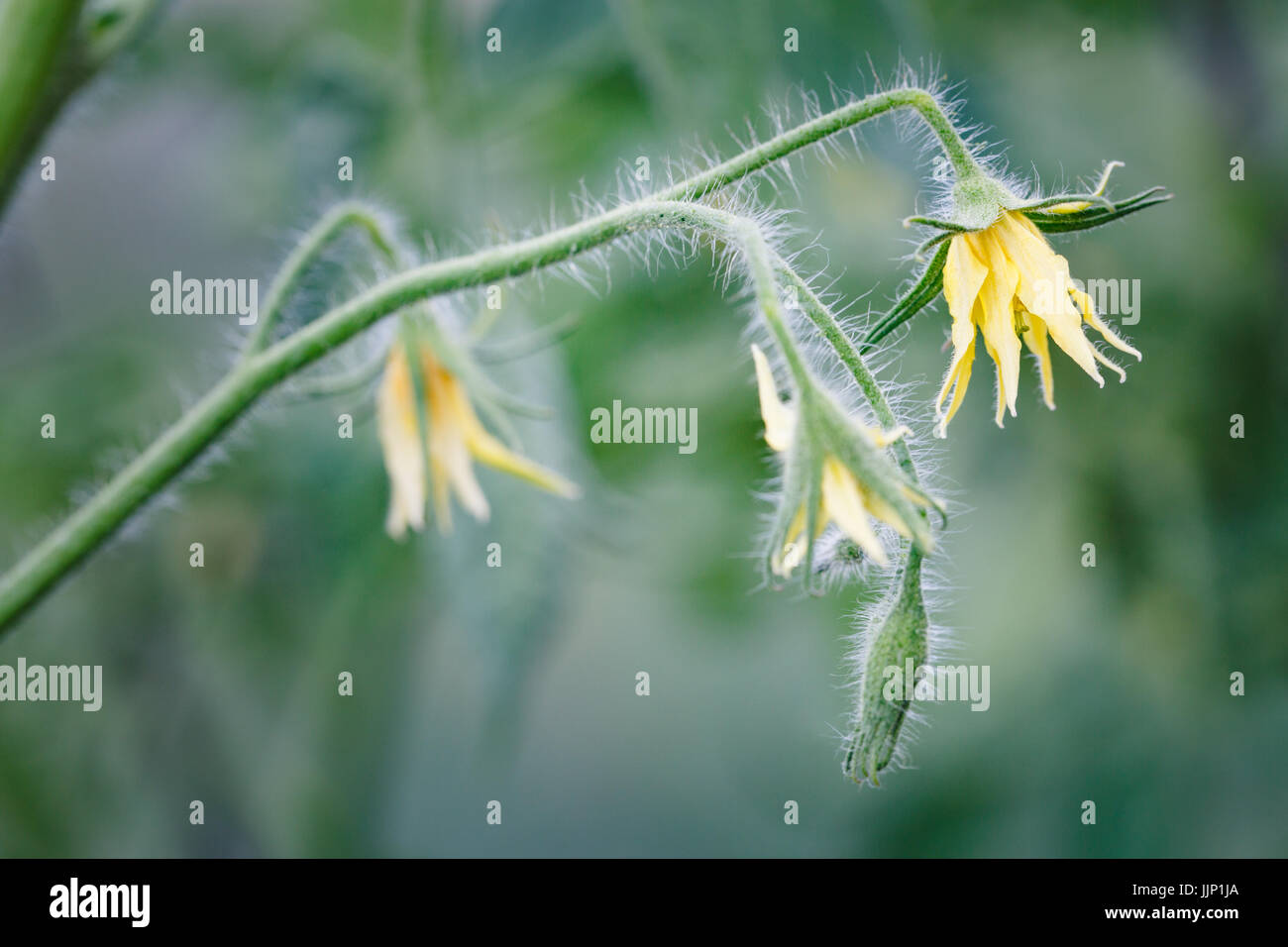 Inflorescence of tomatoes on a branch in a greenhouse Stock Photo - Alamy