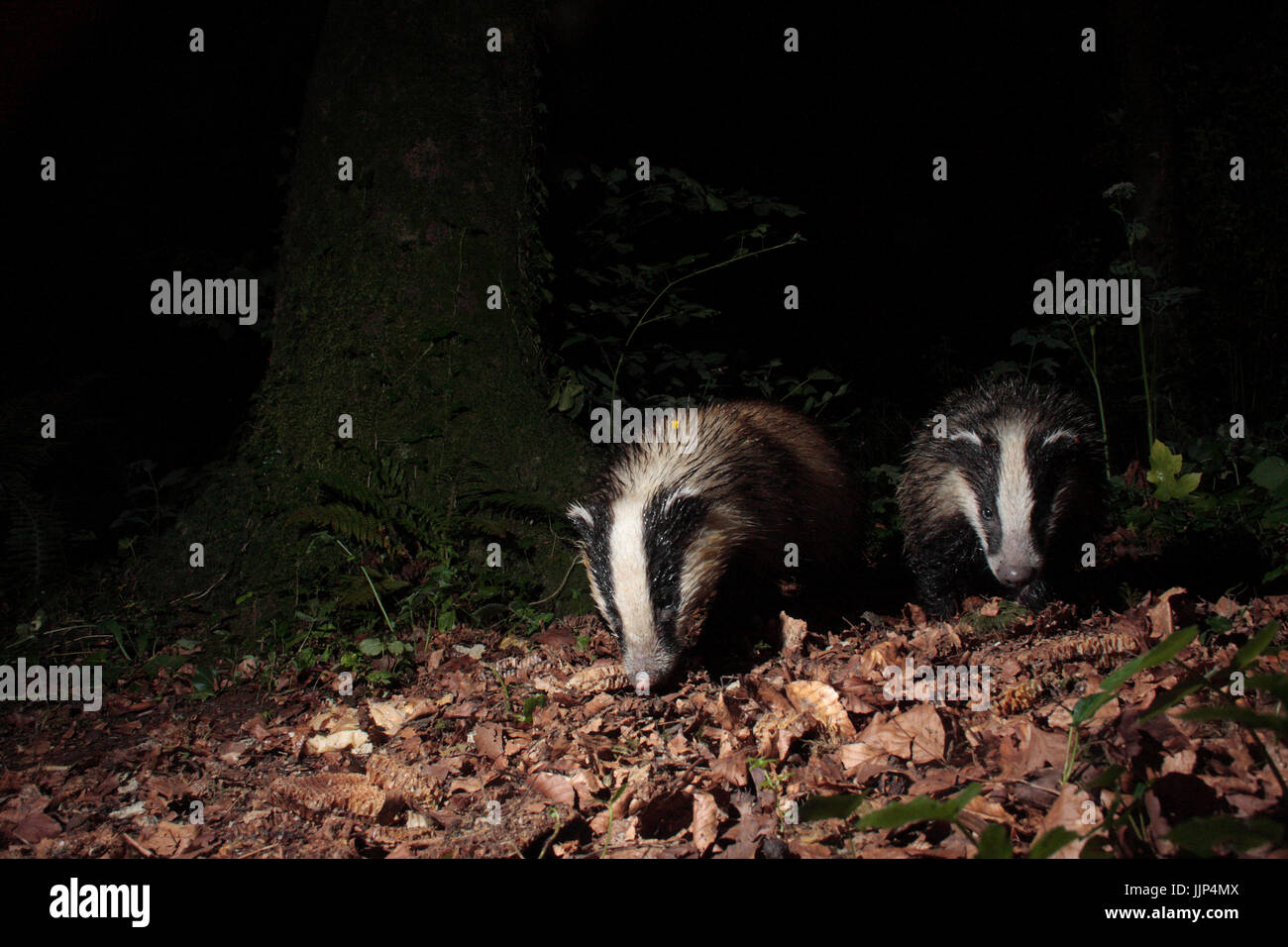 European badger hi-res stock photography and images - Alamy