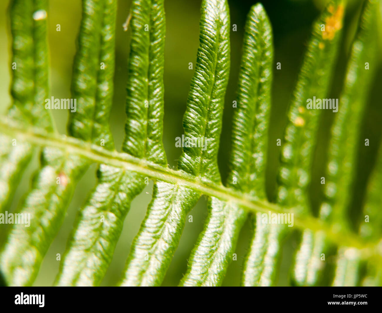 close up pattern and texture of a fern leaf; Essex; UK Stock Photo - Alamy