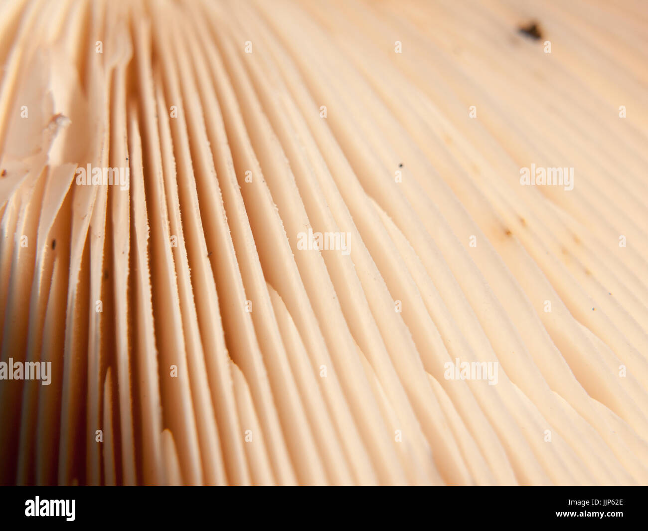 close up texture and lined pattern of the underside of a wild mushroom ...
