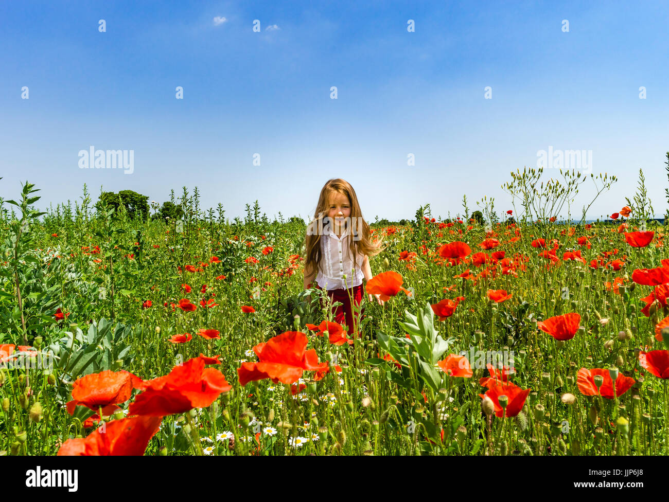 Cute little girl playing in red poppies field summer day, beauty and ...